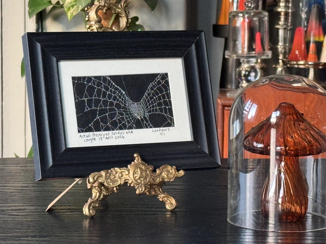 Actual Real Preserved Spiders Web Caught in a Gothic Black Rectangle ...