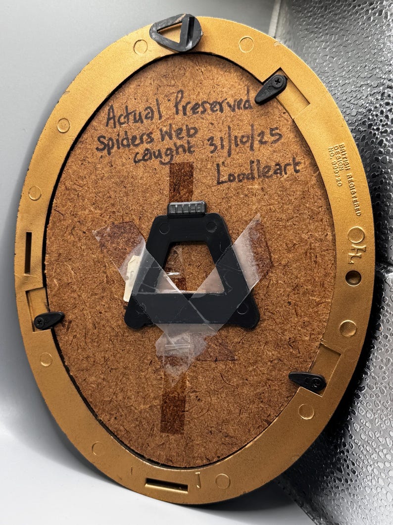 Actual Real Preserved Spiders Web Caught in a Black Oval Picture Frame ...