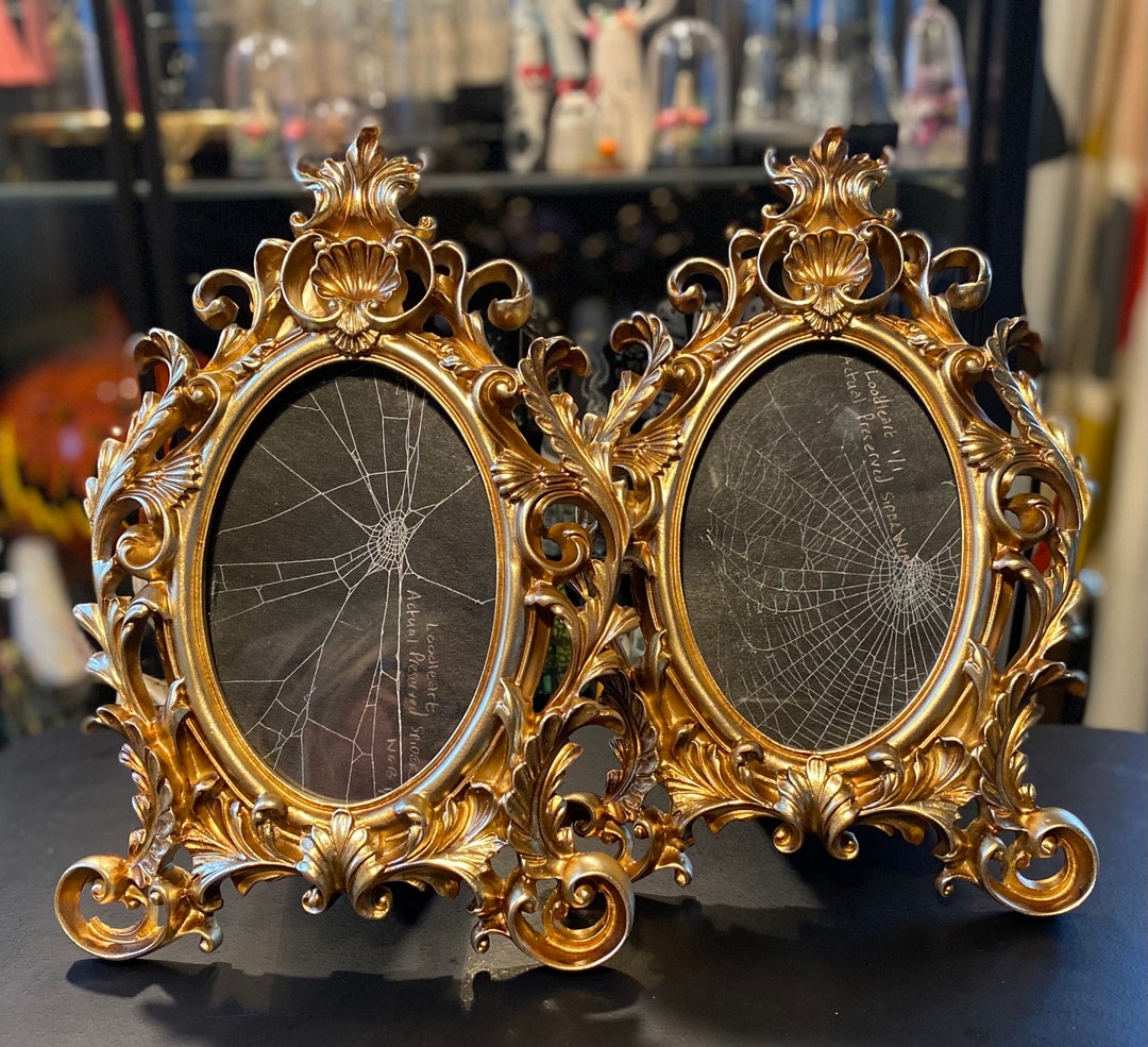 Actual Real Preserved Spiders Web Caught in a Gothic Gold Picture Frame ...