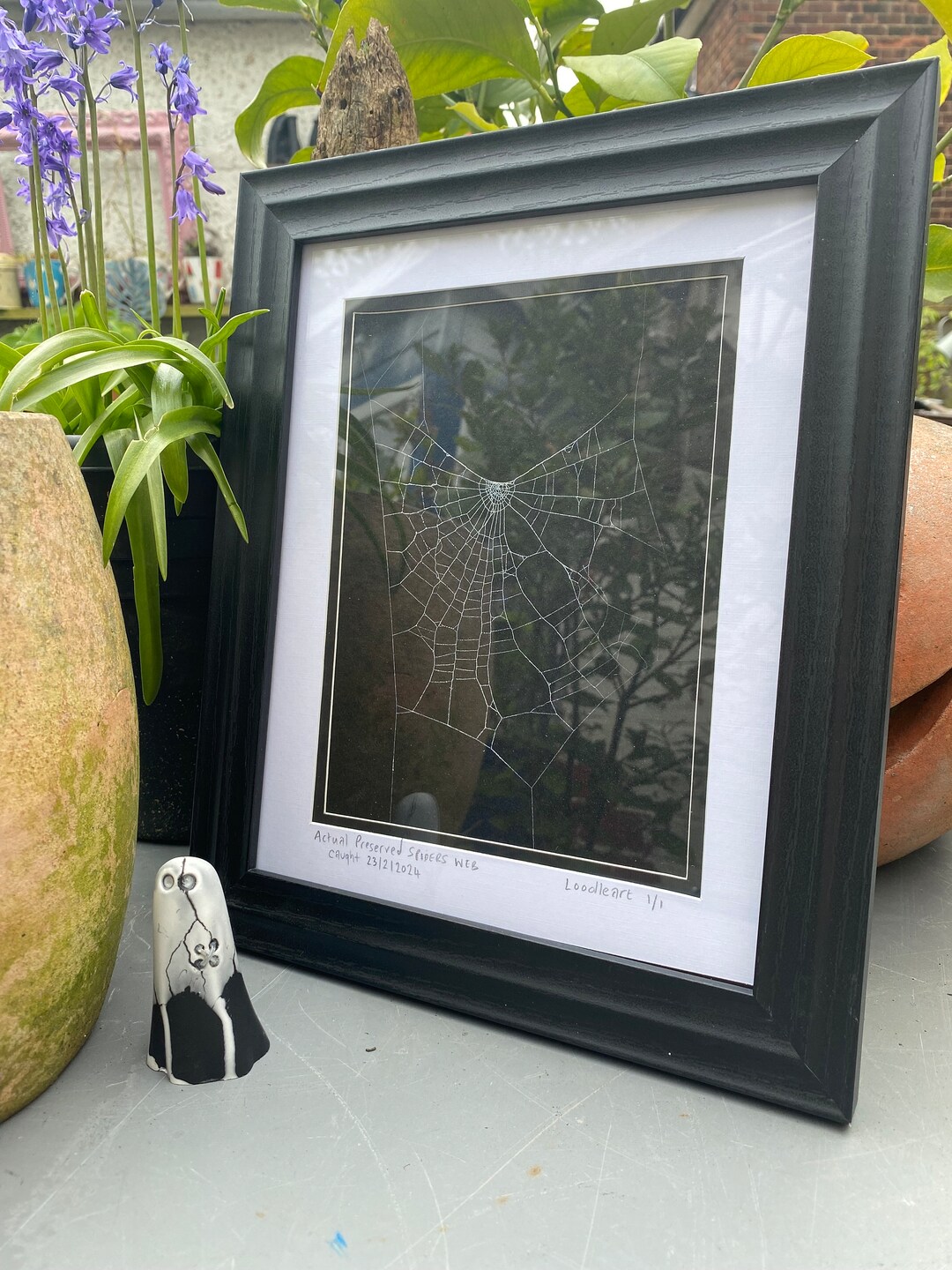 Actual Real Preserved Spiders Web Caught in a Gothic Black Rectangle ...
