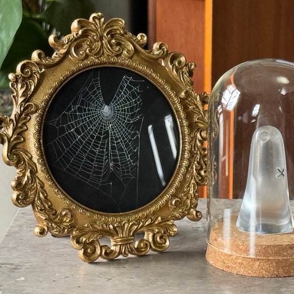 Real Spiders Web - Etsy