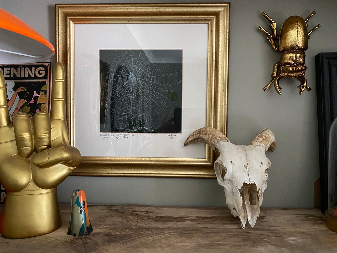 Actual Real Preserved Spiders Web Caught in Gold Wooden Picture Frame ...