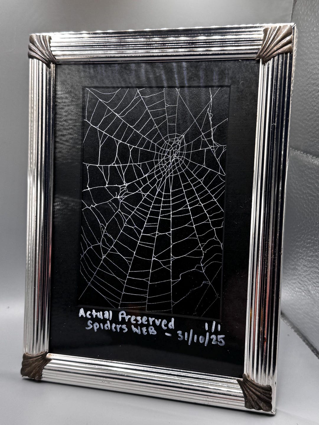 Actual Real Preserved Spiders Web Caught in a Vintage Silver Metal ...