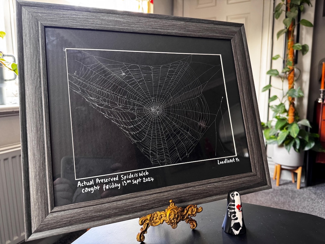 Actual Real Preserved Spiders Web Caught in a Gothic Dark Grey ...