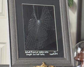 Actual Real Preserved Spiders Web Caught in a Gothic Gold Arch Picture Frame - Real Spiders Web ...