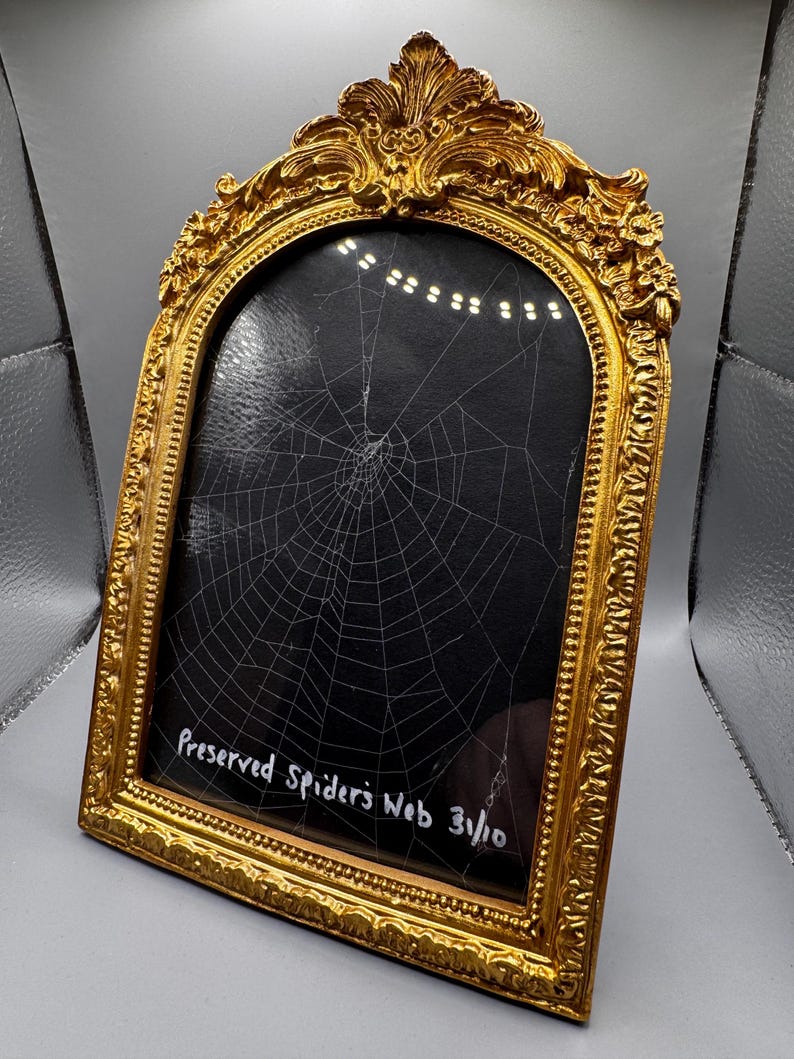 Actual Real Preserved Spiders Web Caught in a Gothic Gold Arch Picture ...