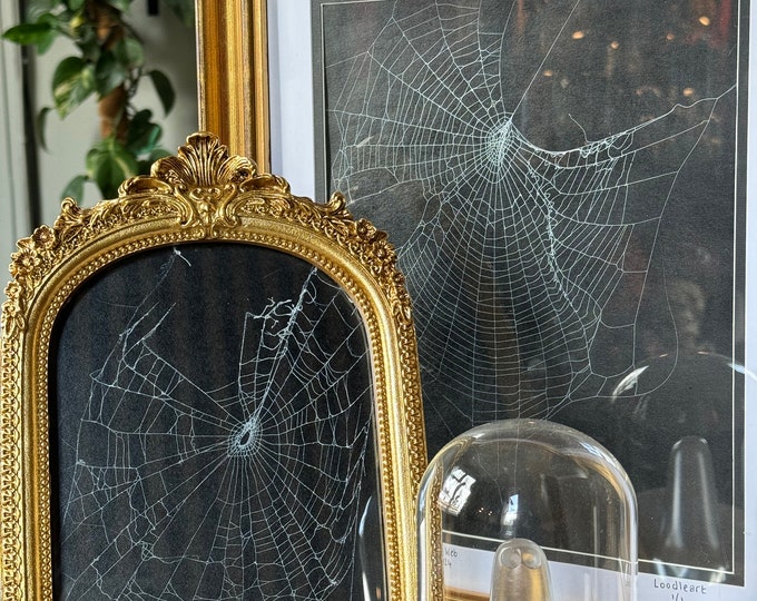 Actual Real Preserved Spiders Web Caught in a Gothic Gold Arch Picture ...
