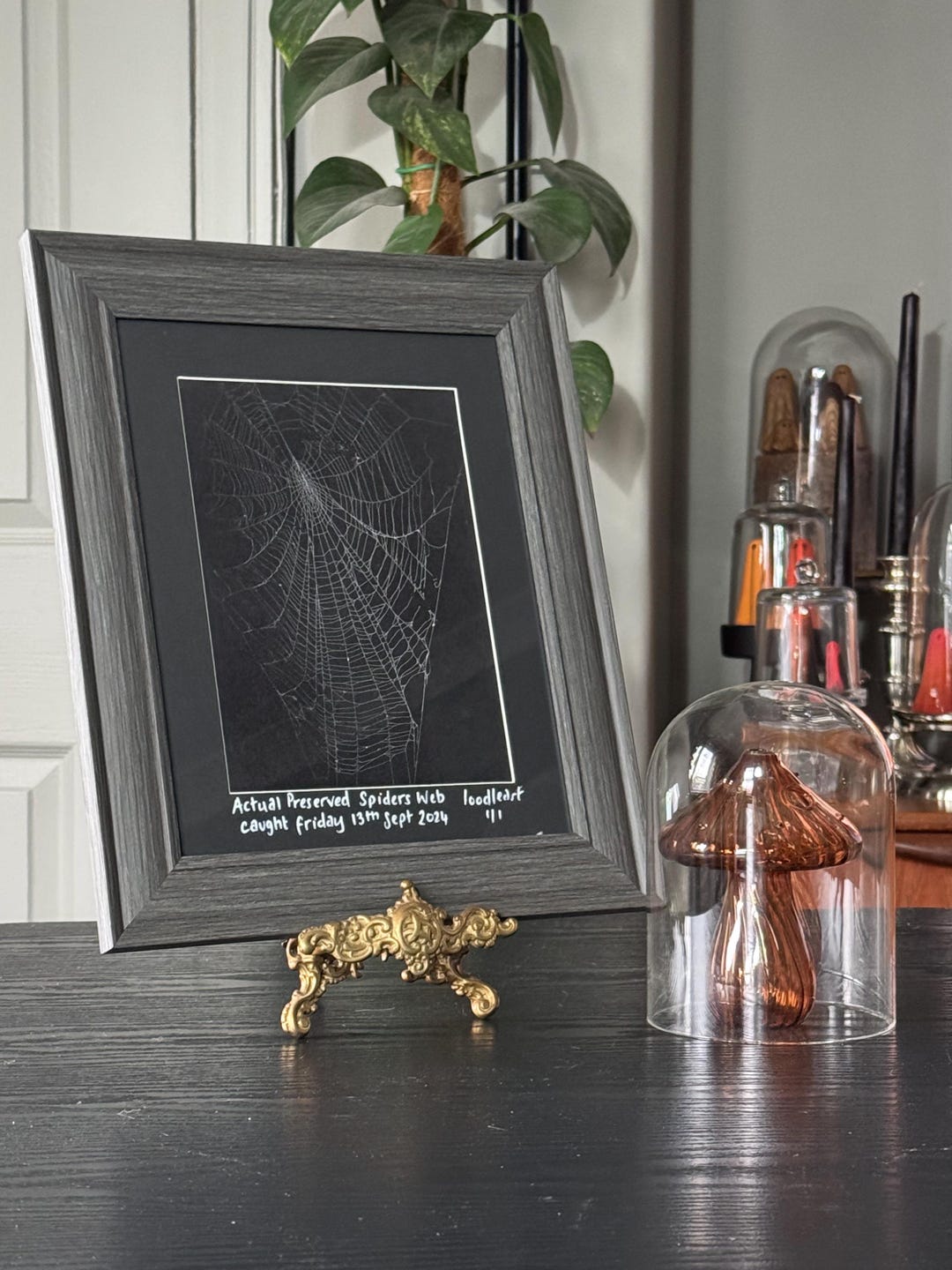 Actual Real Preserved Spiders Web Caught in a Gothic Dark Grey ...