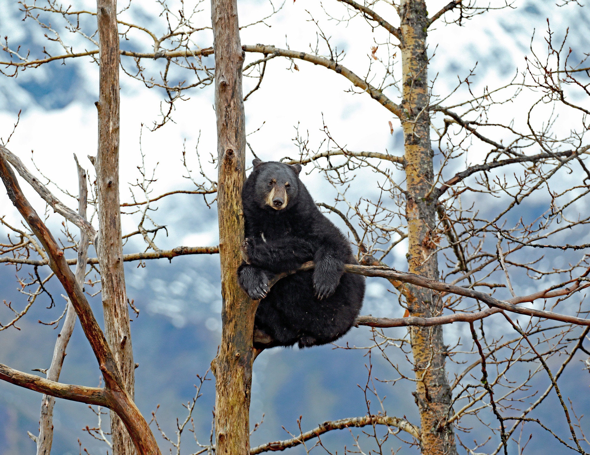 Black Bear Chilling in Tree - Etsy