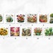 Watercolor Spring Garden Collection Clipart, 11 PNG Spring Floral ...