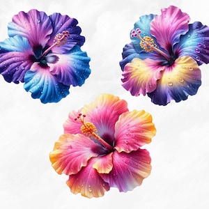 Watercolor Hibiscus Collection Clipart, 12 PNG Tropical Flower Clipart ...