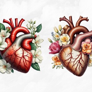 Watercolor Anatomical Valentines Heart Clipart, 18 PNG Valentines Day ...