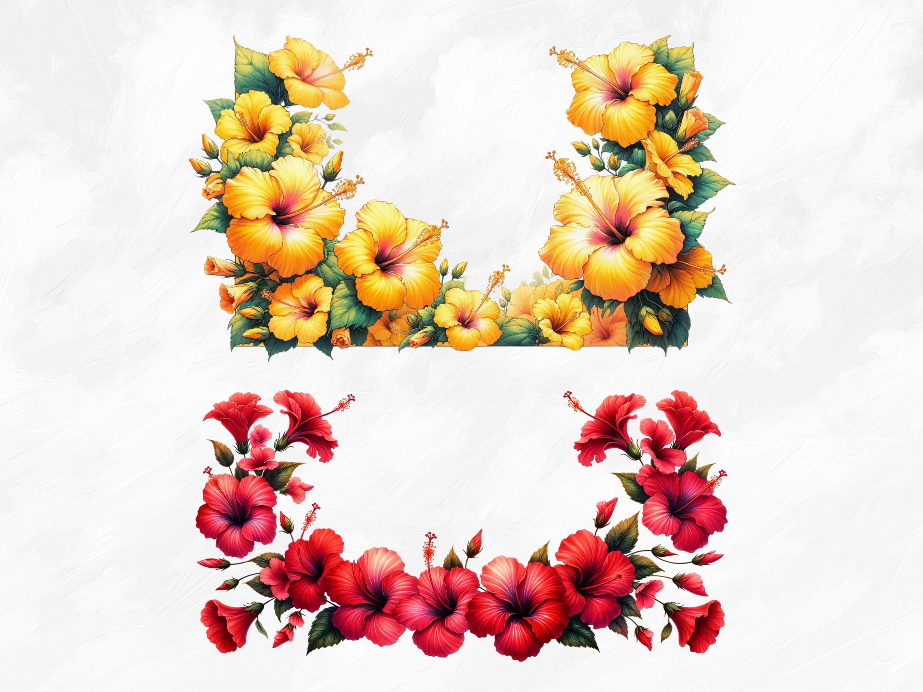 Watercolor Hibiscus Flower Borders Clipart, 12 PNG Summer Flowers ...