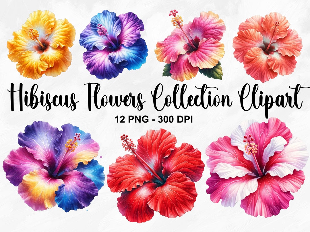 Watercolor Hibiscus Flowers Collection Clipart, 12 PNG Summer Flowers ...