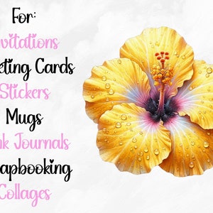 Watercolor Hibiscus Collection Clipart, 12 PNG Tropical Flower Clipart ...
