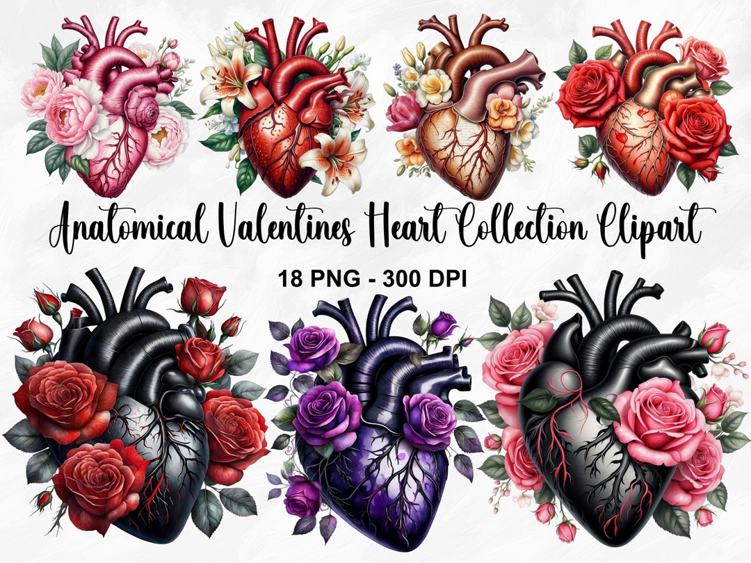 Watercolor Anatomical Valentines Heart Clipart, 18 PNG Valentines Day ...