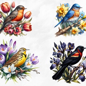 Watercolor Spring Birds Collection Clipart, 18 PNG Birds Clipart ...