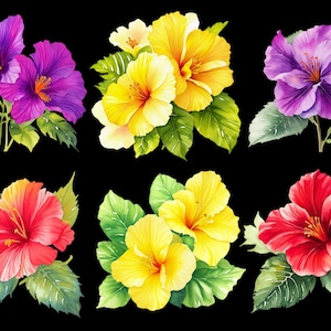 Watercolor Hibiscus Flowers Clipart, 30 PNG Hibiscus Clip Art, Hawaiian ...
