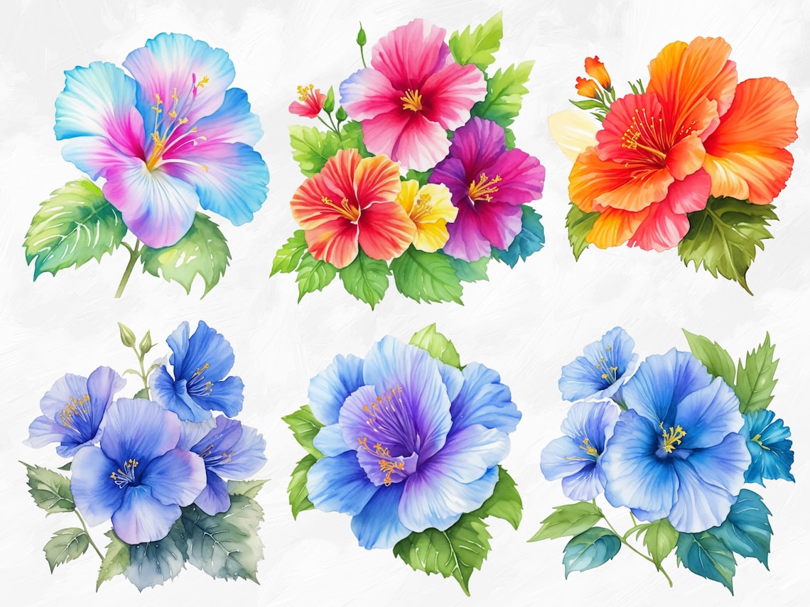 Watercolor Hibiscus Flowers Clipart 30 PNG Hibiscus Clip Art - Etsy