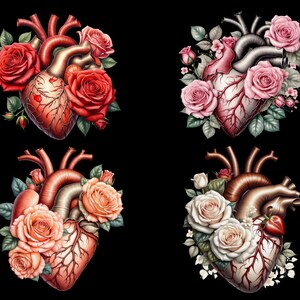 Watercolor Anatomical Valentines Heart Clipart, 18 PNG Valentines Day ...