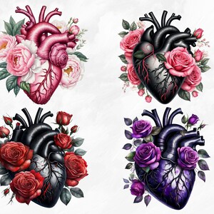 Watercolor Anatomical Valentines Heart Clipart, 18 PNG Valentines Day ...