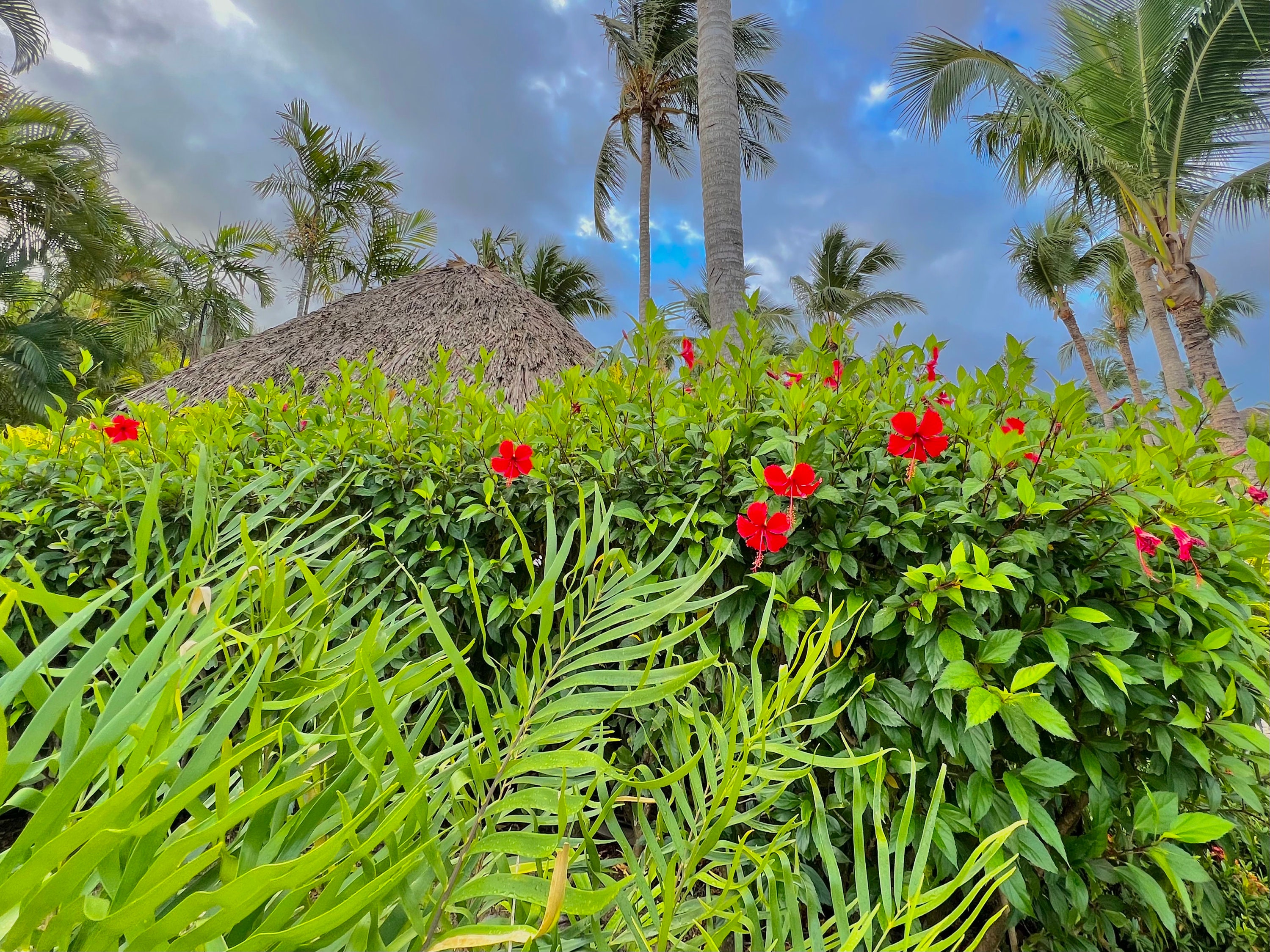 Dominican Republic Flowers, Beaches and Palm Trees - Etsy