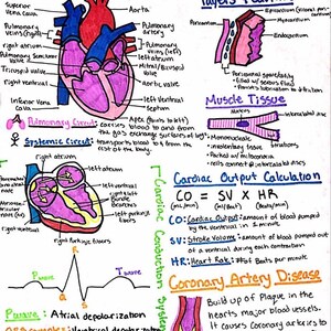Nursing Cheat Sheets PDF - Etsy