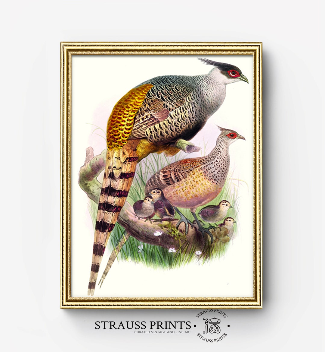 Handsome Pheasant Family | Lithograph L Game Bird Print L Vintage ...
