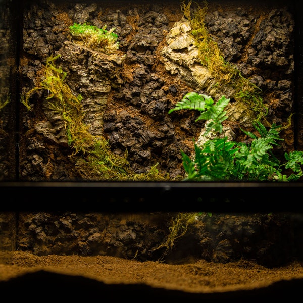 Terrarium Background - Etsy