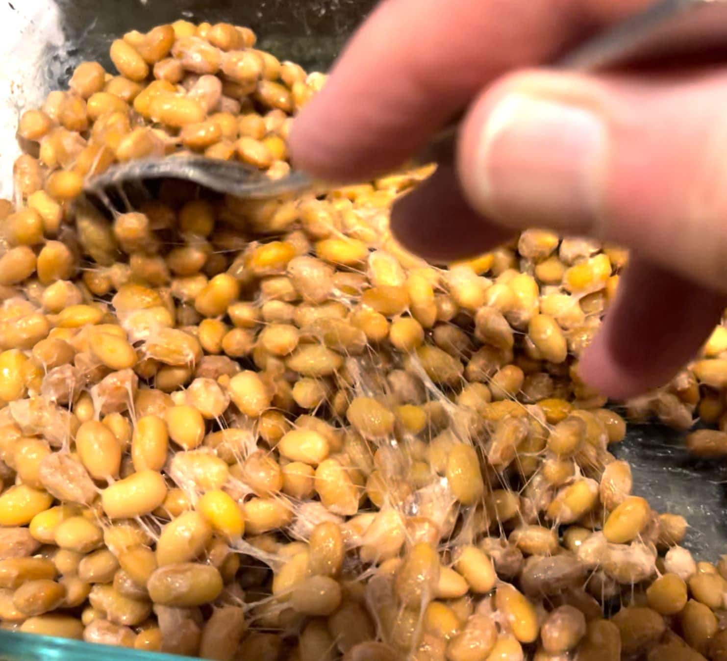 Set of 2 Japanese Natto Starter Spores 0.1 Ounce enough to Make 66 Lbs ...