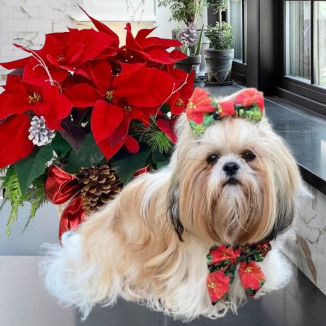 Poinsettia Cascade Sailor Bow Set, Dog Bow, Bow Tie for Dog & Cat, or ...