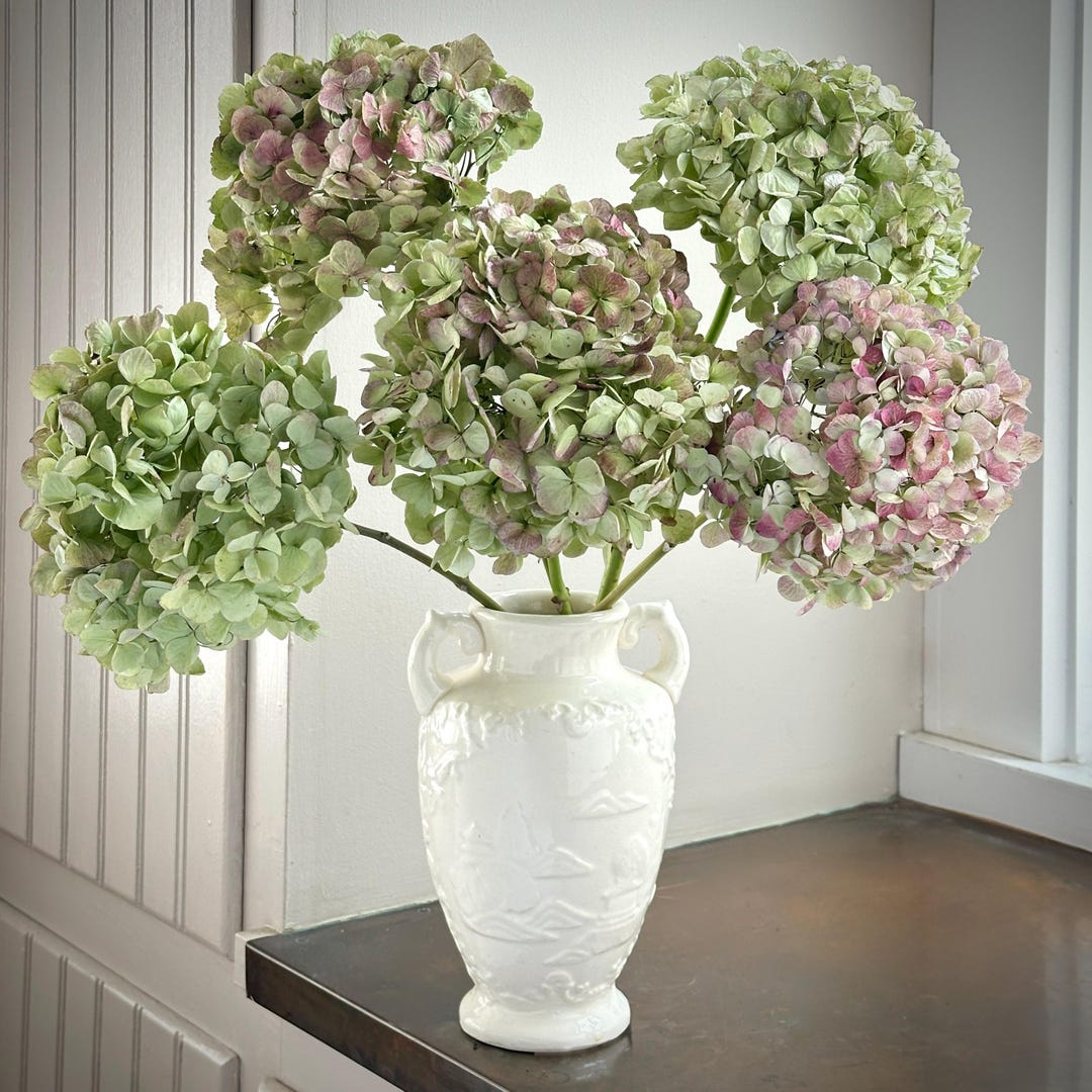 Real Dried Hydrangea Stems , Antique Green (green / Pink) , Bunch of 5 ...