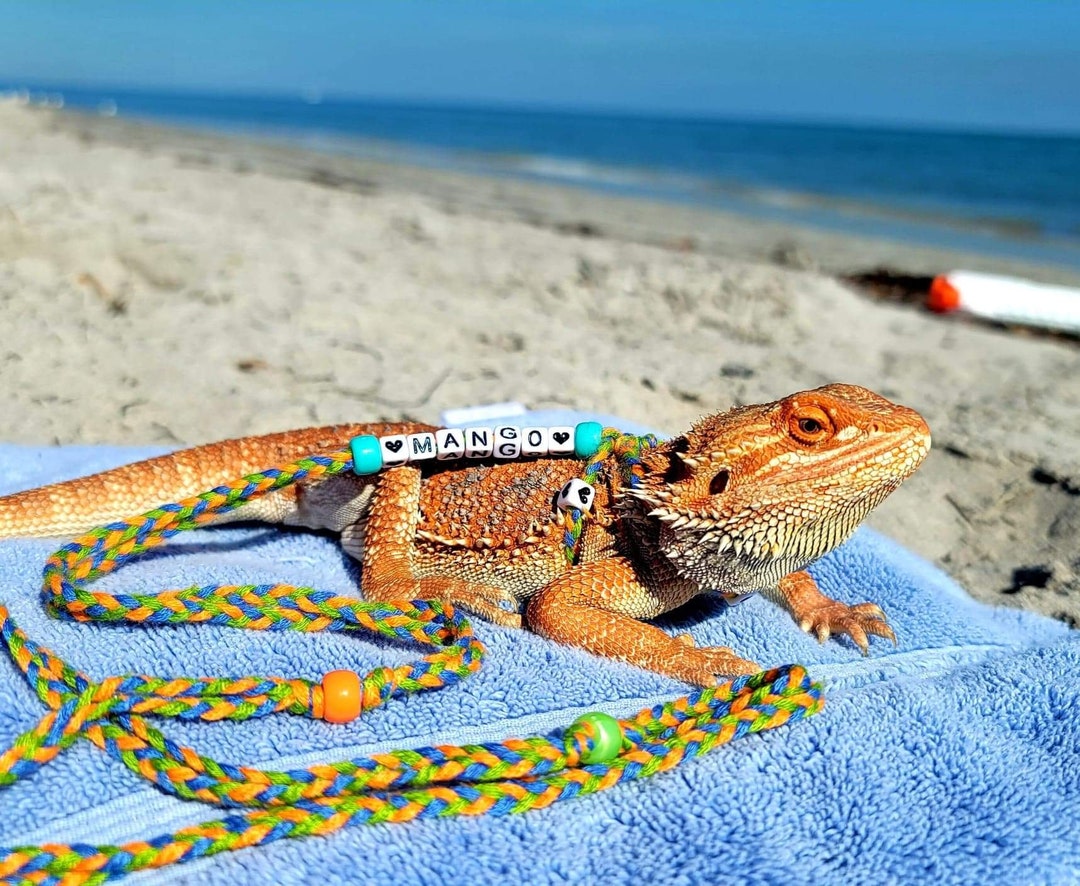 Bearded Dragons Harness/ Leash - Etsy