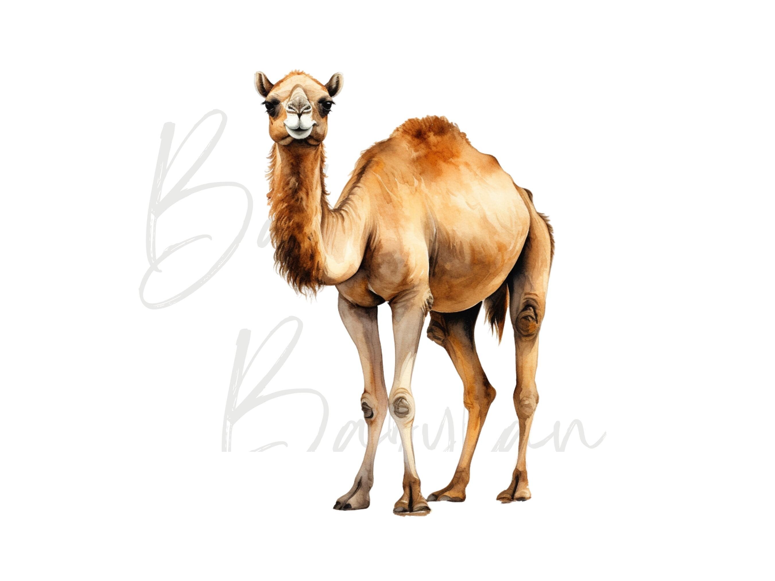 Camel Svg Bundle, Cute Camel Svg, Desert Animal Clip Art, Egypt Animal ...