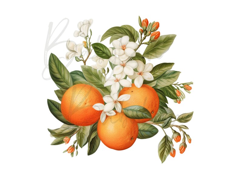 Orange Blossom Svg Bundle, Floral Set Clipart, Blossom Png, Botanical ...