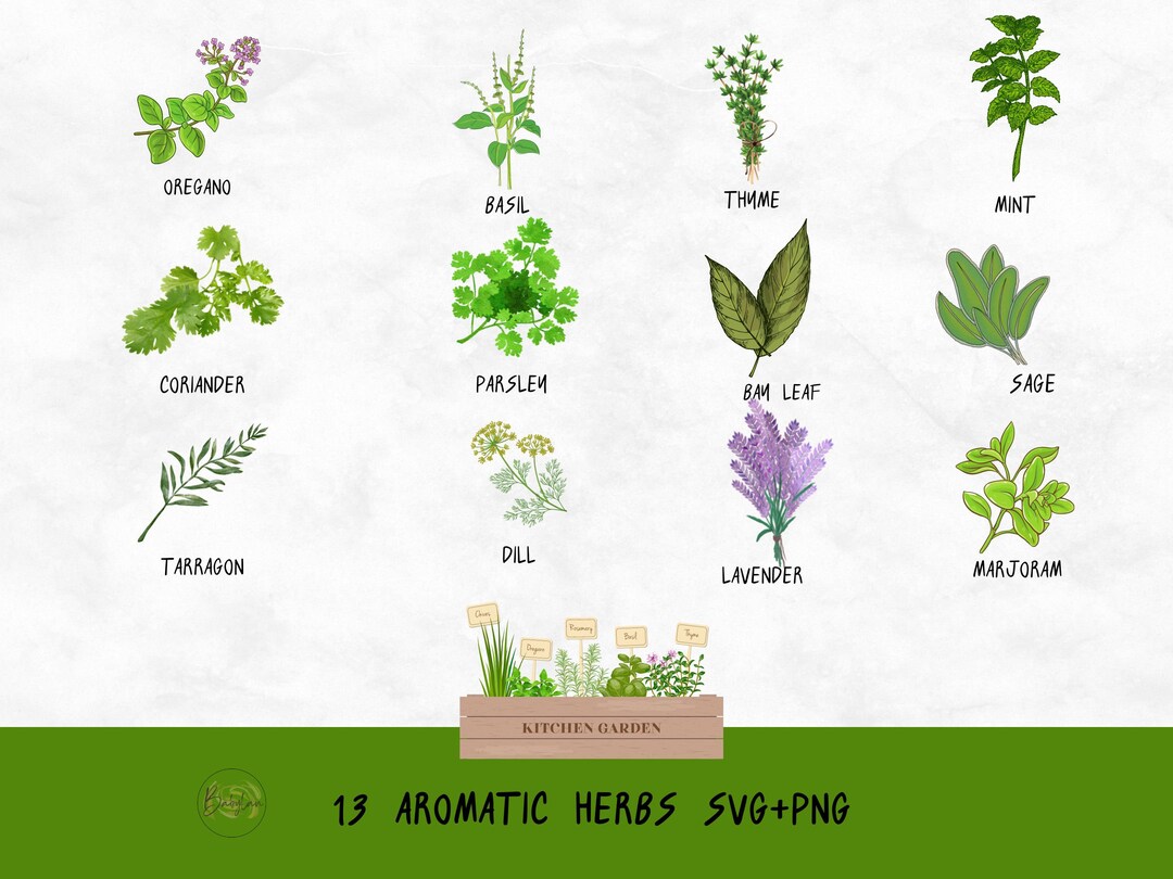 Aromatic Herbs Svg Bundle Greenery Clip Art Herbs Leaves Svg - Etsy