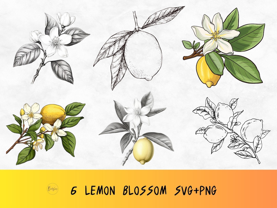 Lemon Blossom Svg Bundle, Floral Set Clip Art, Blossom Png, Botanical ...