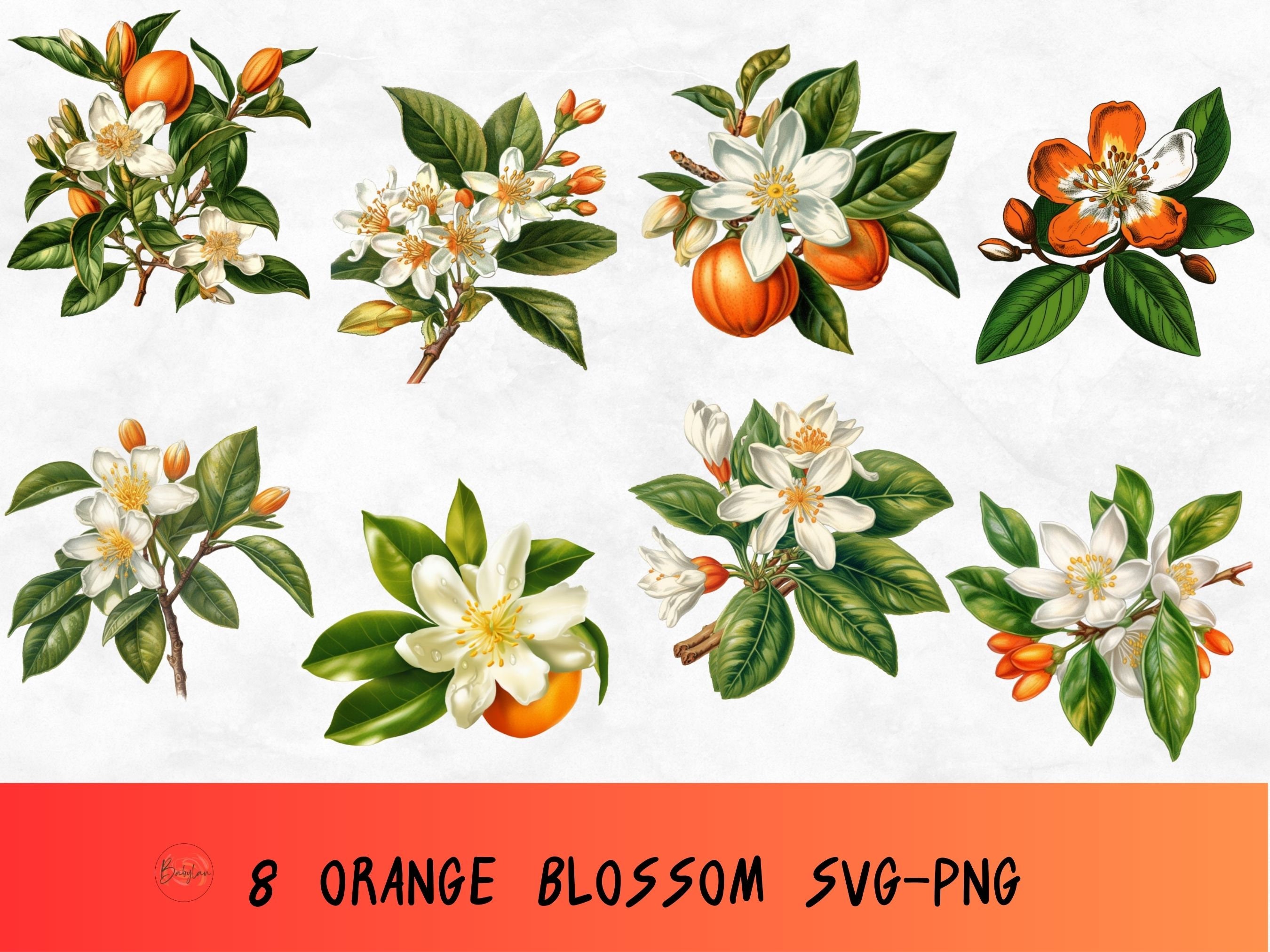 Orange Blossom Botanical Illustration