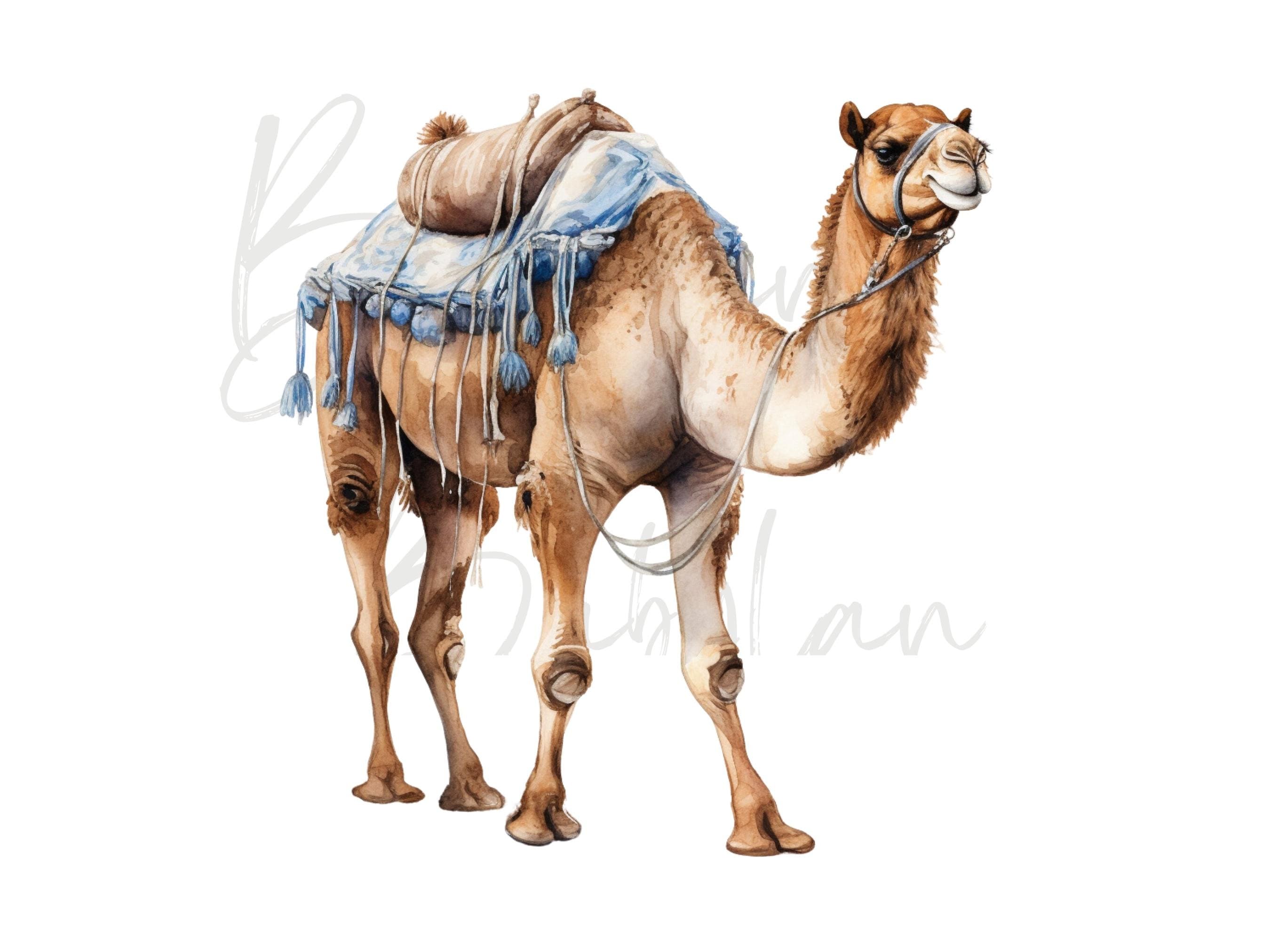 Camel Svg Bundle, Cute Camel Svg, Desert Animal Clip Art, Egypt Animal ...