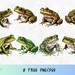 Frog Svg Bundle, Cute Frog Svg, Froggy Clipart, Animal Wildlife Png ...