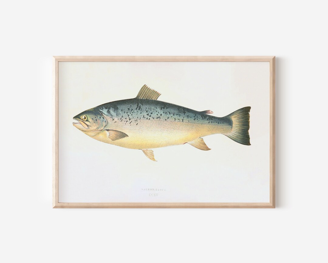Vintage Fish Art Print, Hand Drawn Fisherman Poster, Fish Species ...