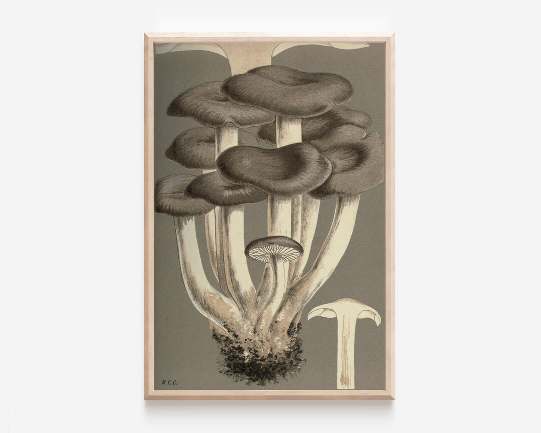 Vintage Mushroom Art Print, Hand Drawn Fungus Poster, Shroom Digital ...