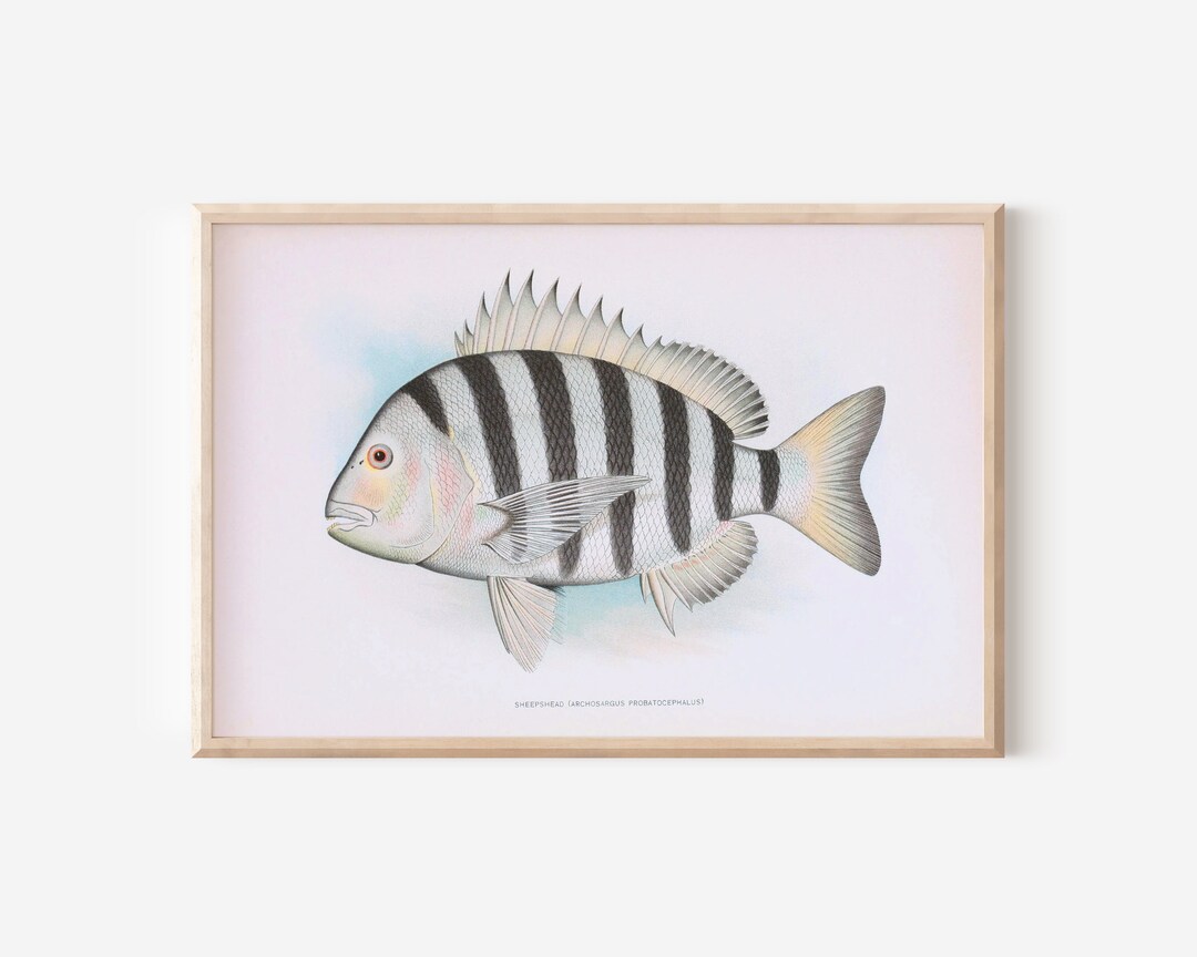Vintage Fish Art Print, Hand Drawn Fisherman Poster, Fish Species ...