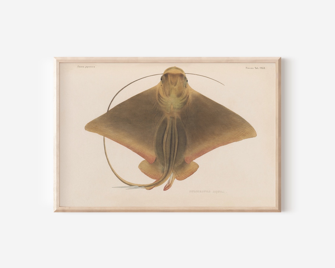 Vintage Fish Art Print, Hand Drawn Fisherman Poster, Fish Species ...