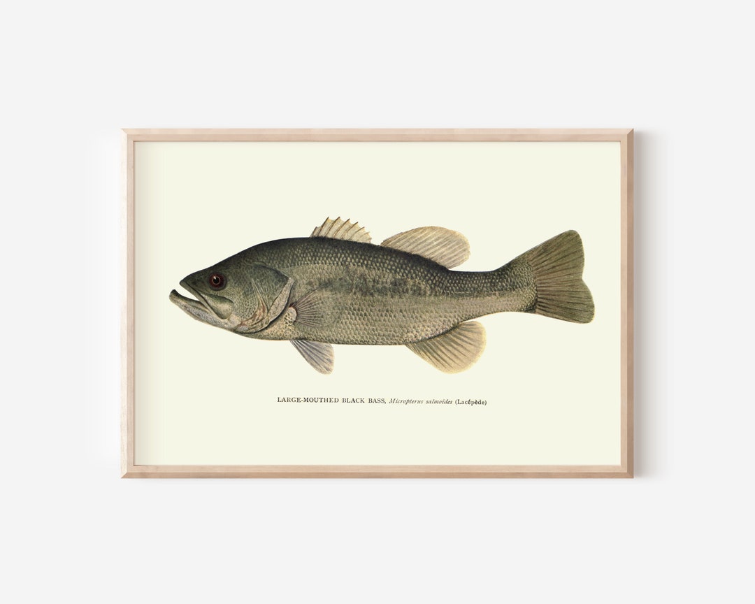 Vintage Fish Art Print, Hand Drawn Fisherman Poster, Fish Species ...