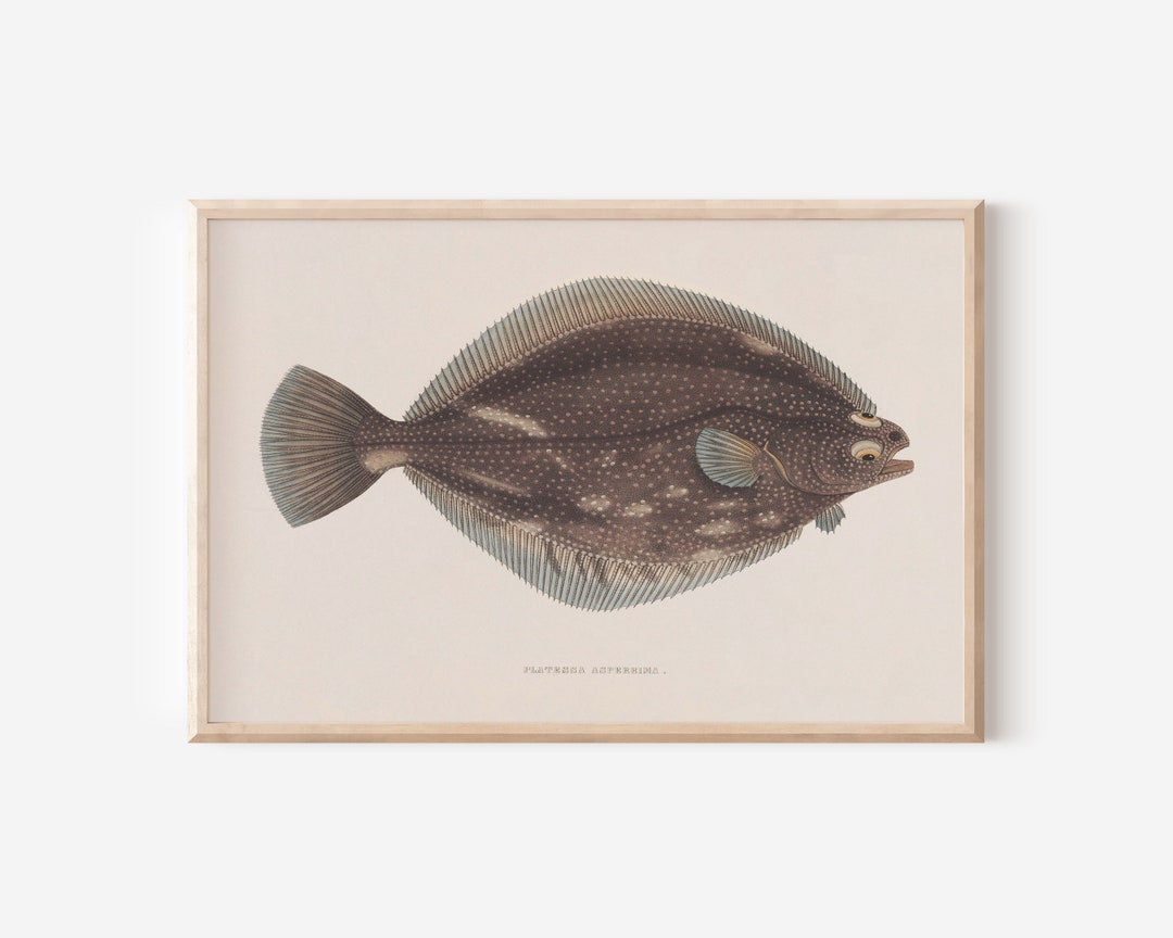 Vintage Fish Art Print, Hand Drawn Fisherman Poster, Fish Species ...