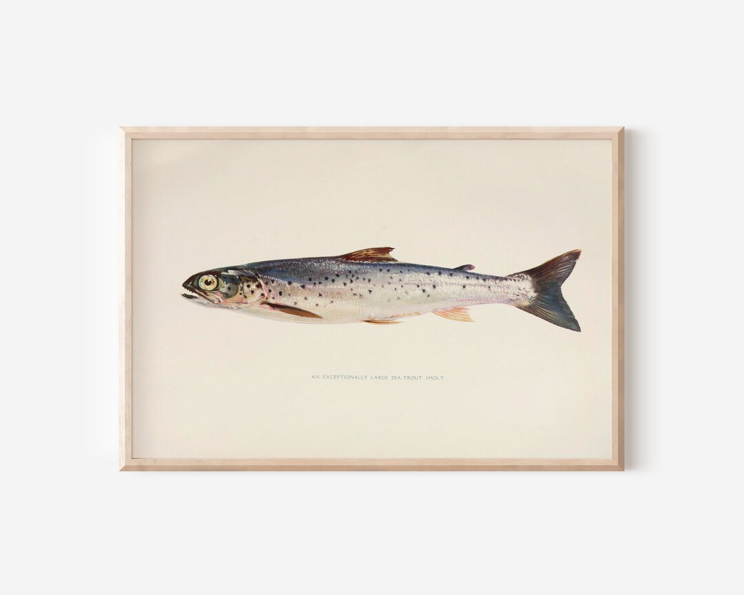 Vintage Fish Art Print, Hand Drawn Fisherman Poster, Fish Species ...