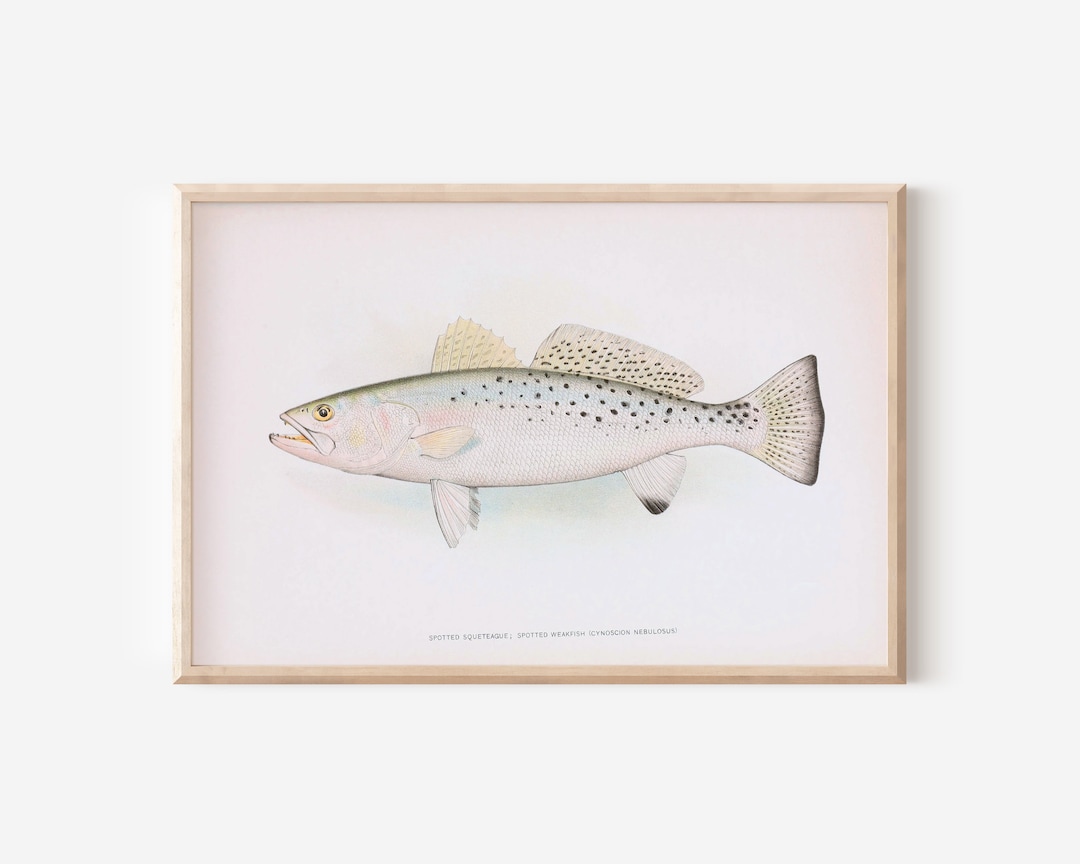 Vintage Fish Art Print, Hand Drawn Fisherman Poster, Fish Species ...