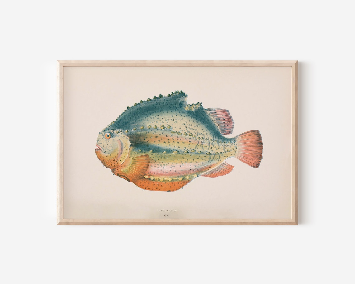 Vintage Fish Art Print, Hand Drawn Fisherman Poster, Fish Species ...