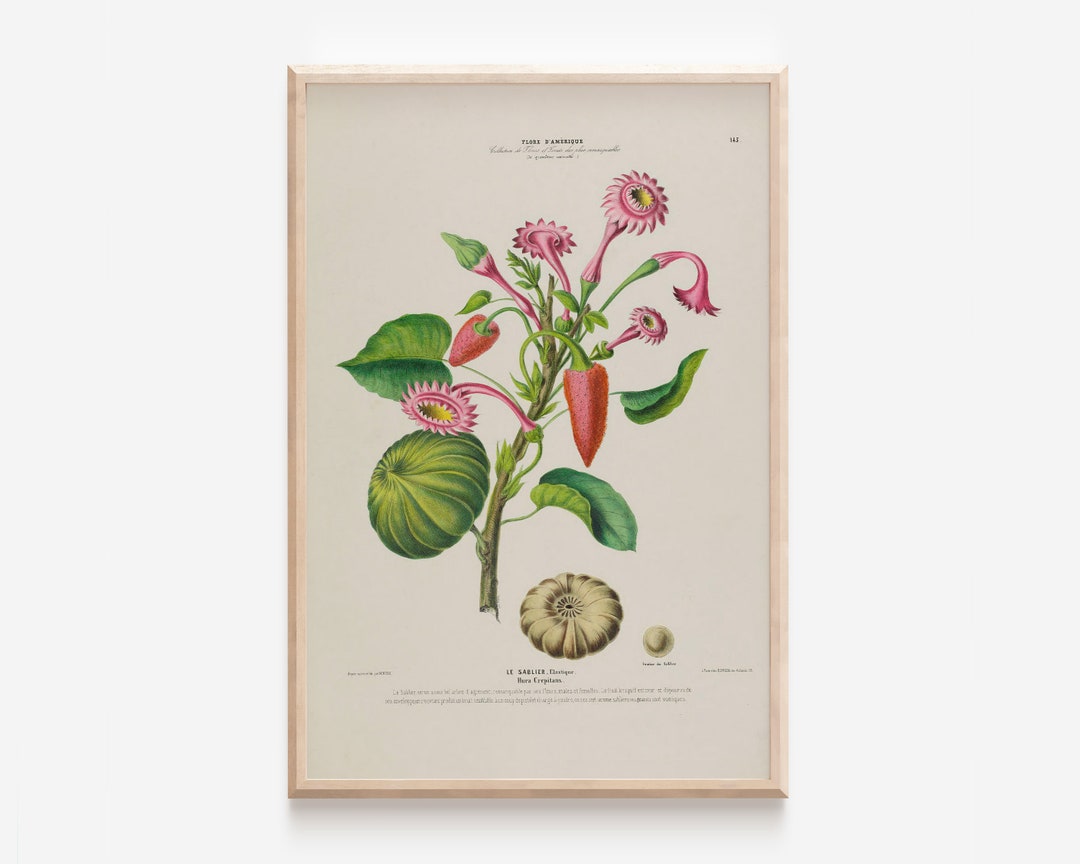 Vintage Hot Pepper Art Print, Hand Drawn French Poster, Botanical ...